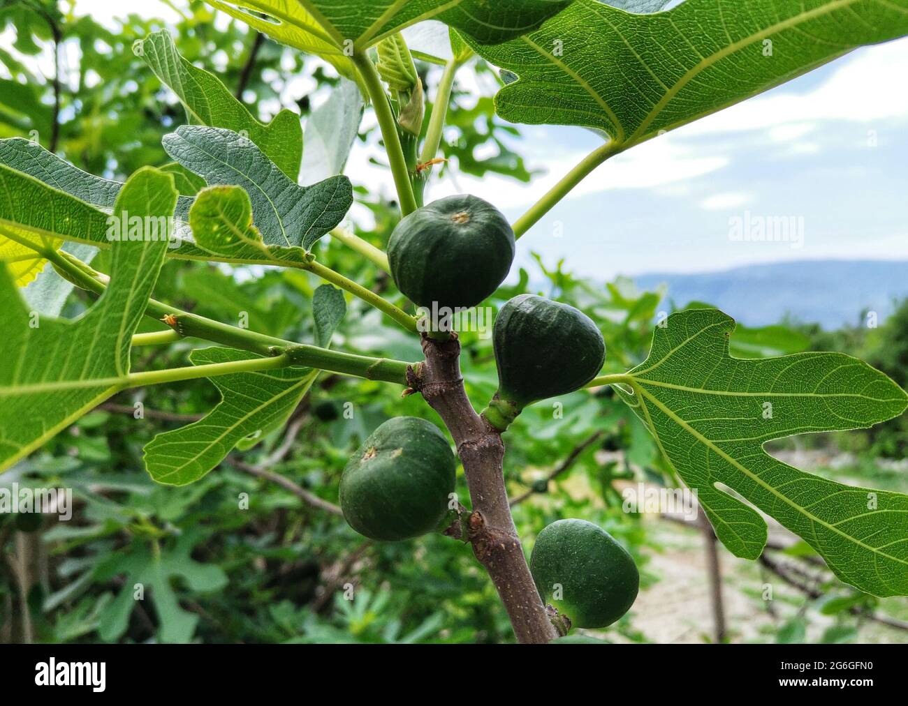 Figs grow on a fig tree hi-res stock photography and images - Alamy