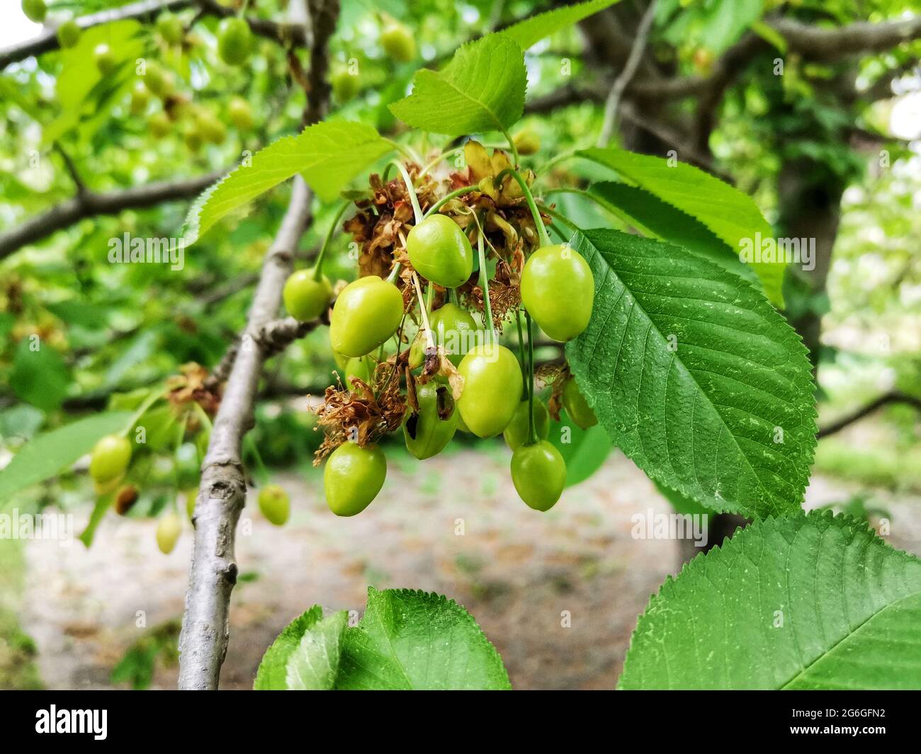 Cherry Fruit Garden