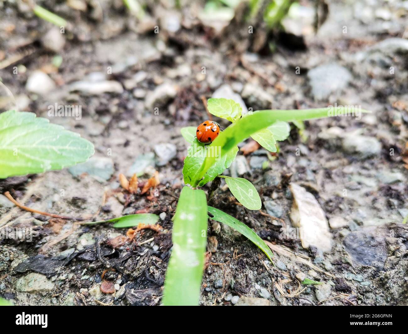 Ladybug. ladybug in the garden. Nature and nature. Background Stock ...