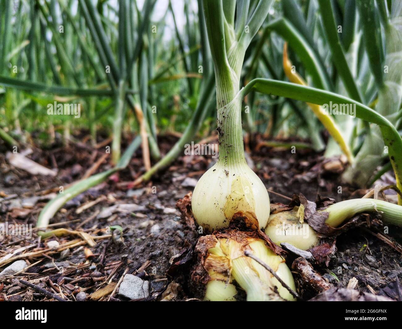 Spring green onion hi-res stock photography and images - Alamy