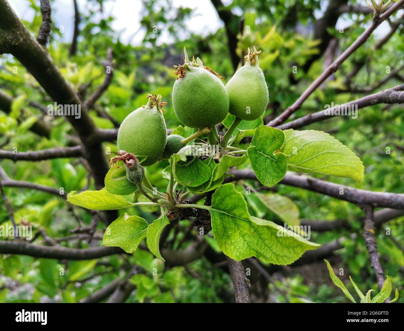Apple, Small and green apples Stock Photo - Alamy