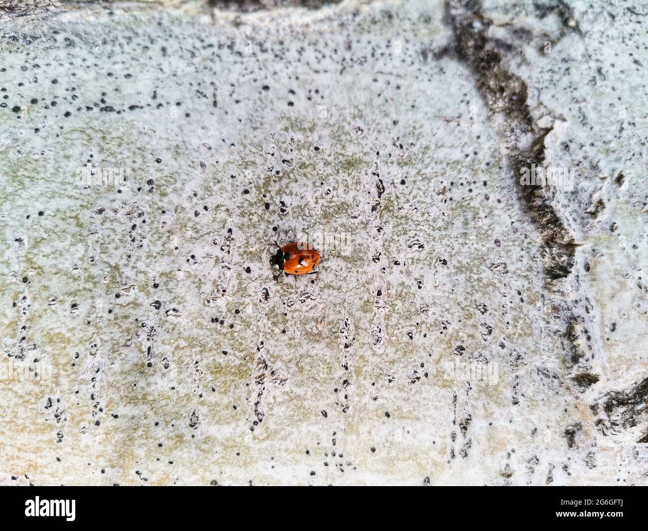 Ladybug standing on the tree. ladybug in the garden. Nature and nature ...
