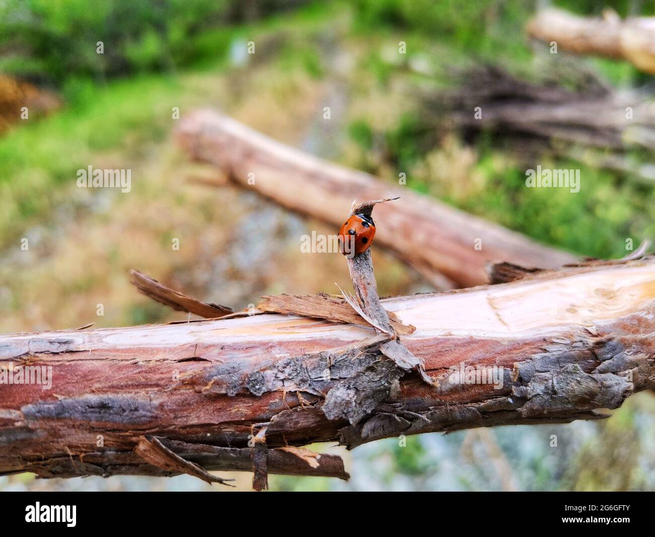 Ladybug standing on the tree. ladybug in the garden. Nature and nature ...