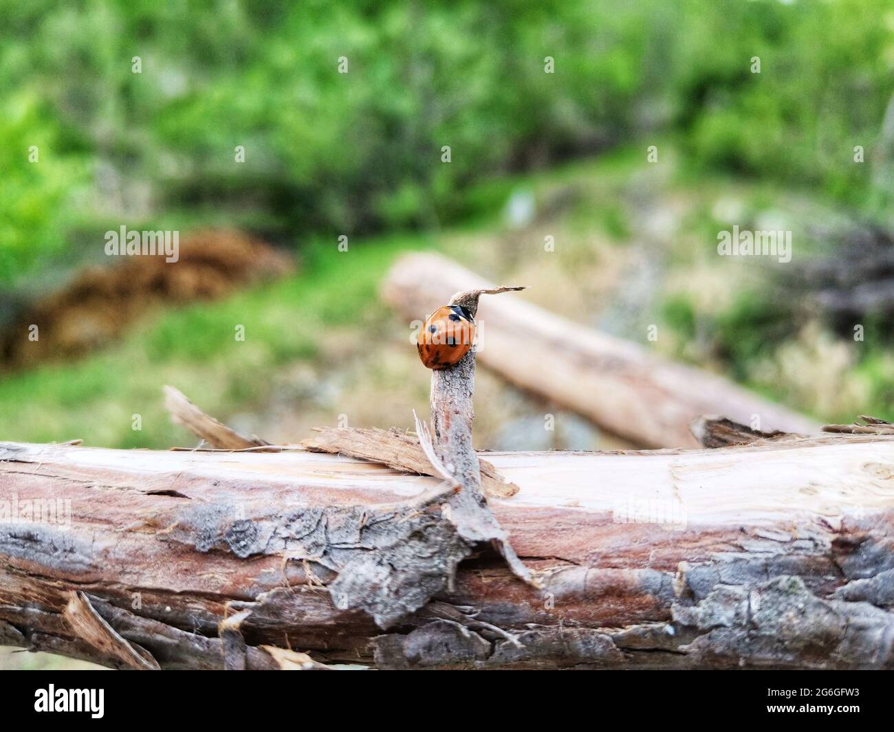 Ladybug standing on the tree. ladybug in the garden. Nature and nature ...