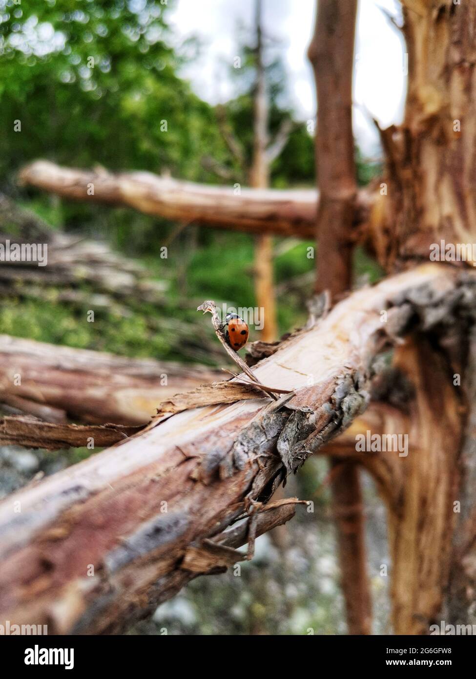 Ladybird on the tree hi-res stock photography and images - Alamy
