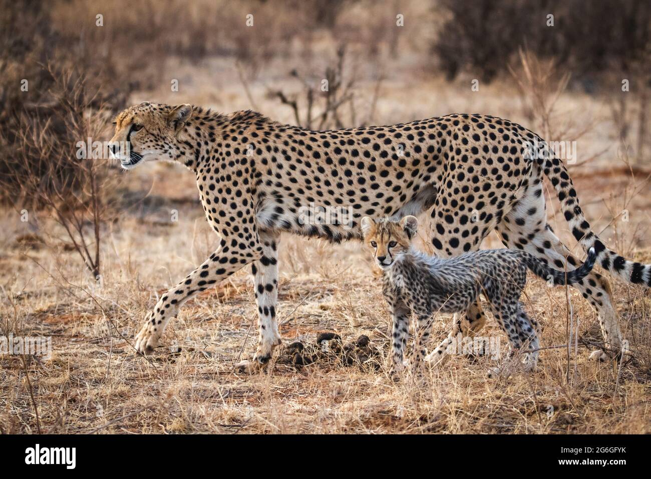 Baby cheetah walking hi-res stock photography and images - Alamy