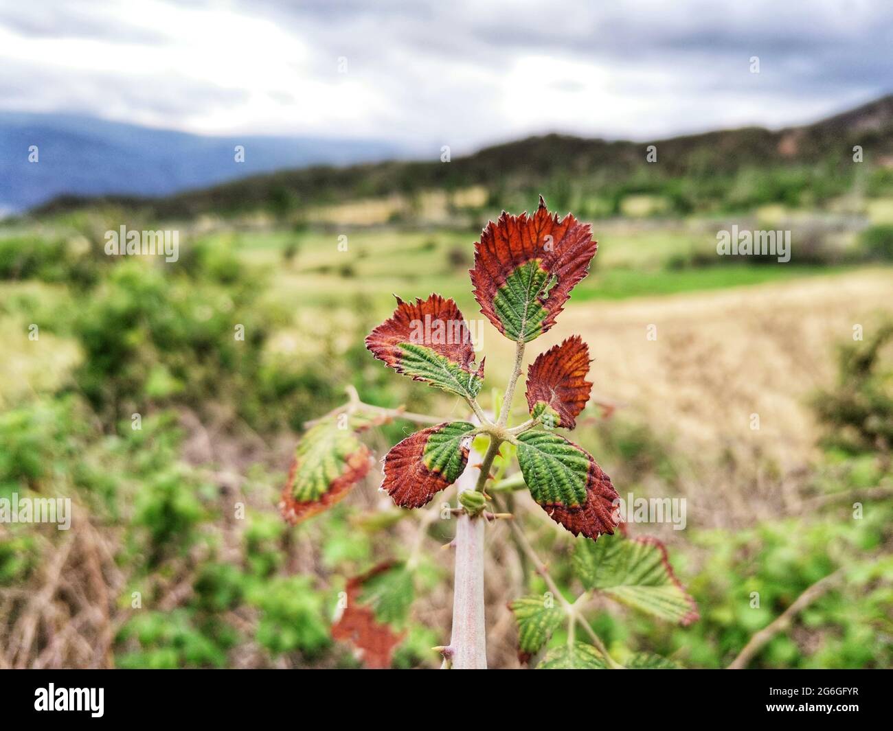 Red and green leaf and nature landscape Stock Photo - Alamy