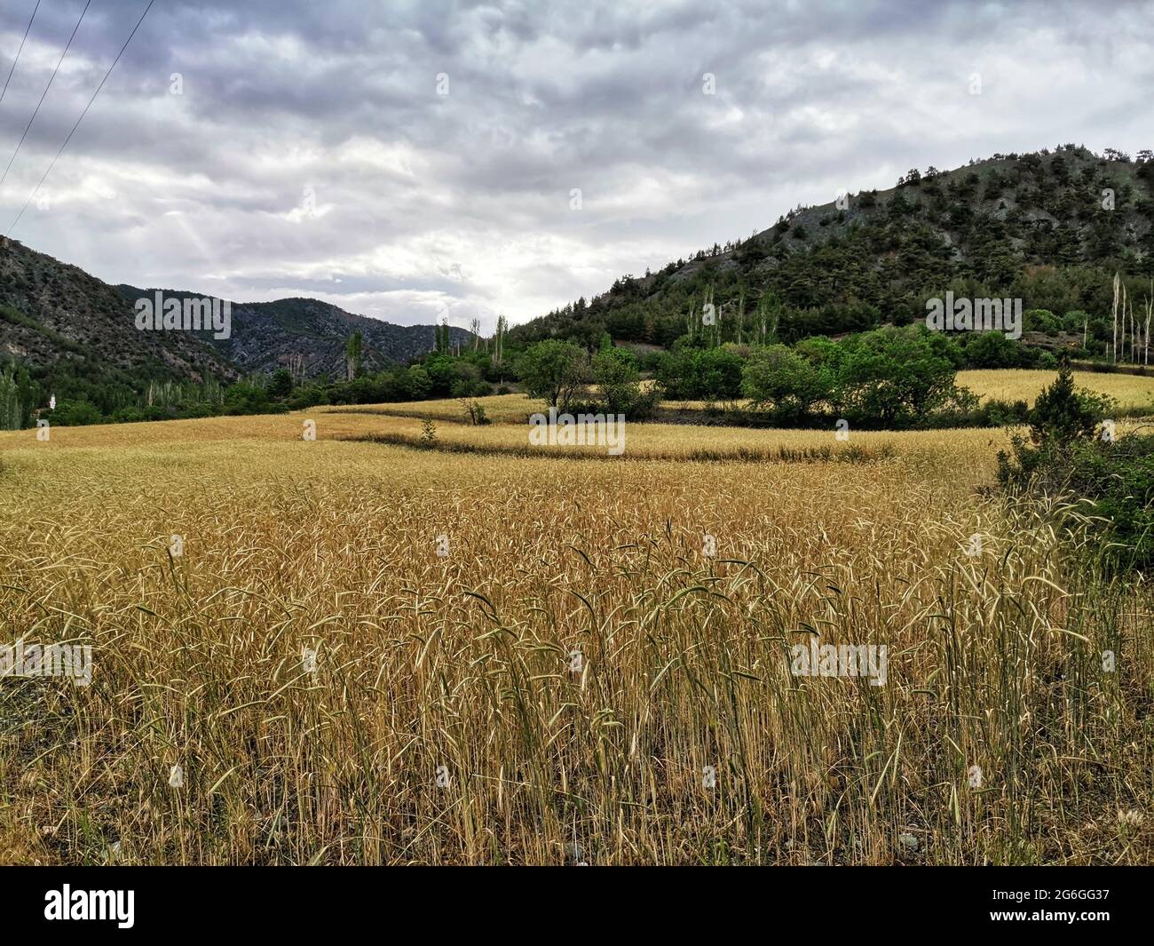 Field of wheat. Yellow wheat Stock Photo - Alamy