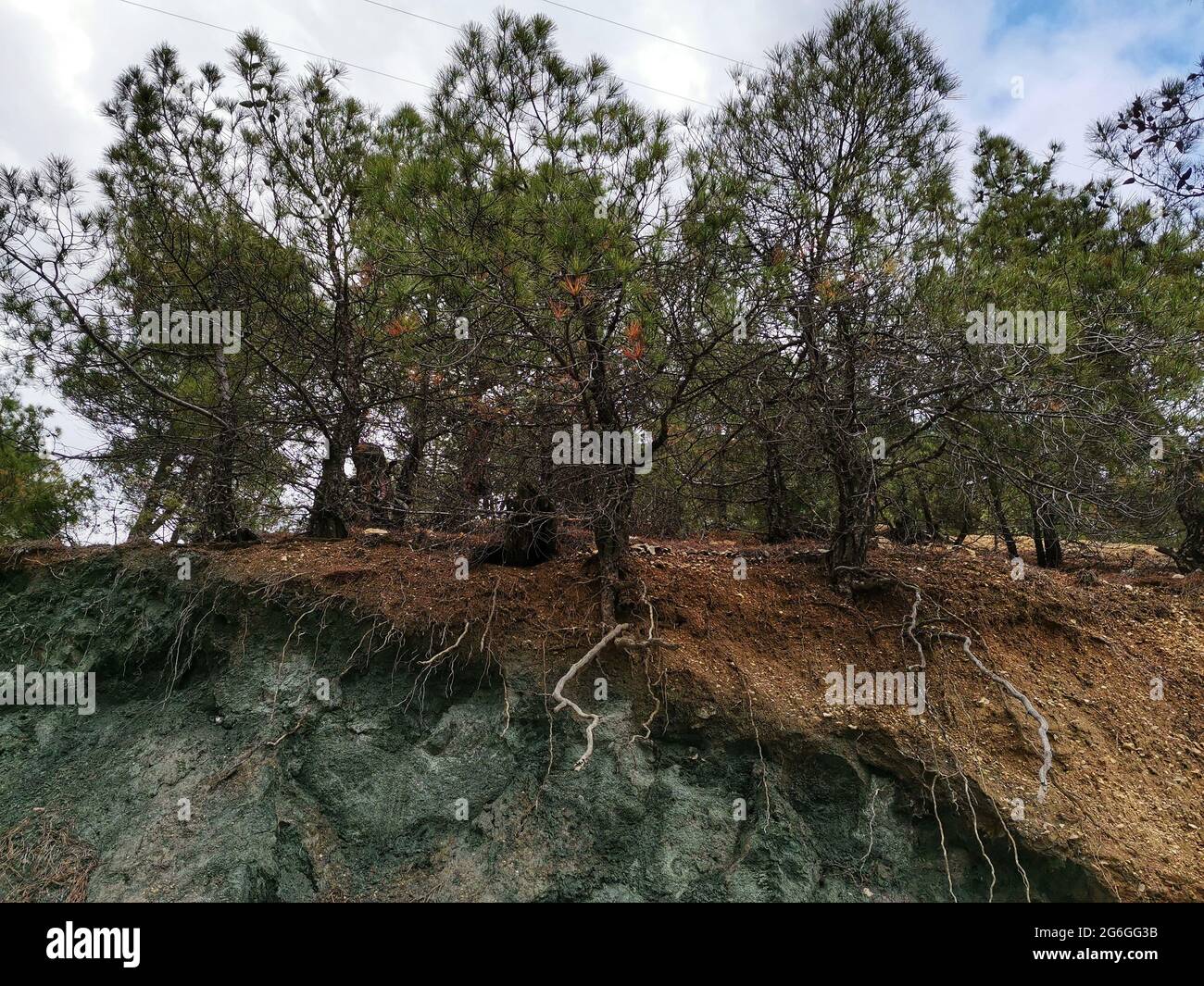 Tree trees plant ground hi-res stock photography and images - Alamy