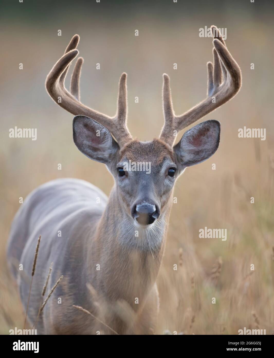 White-tailed deer buck closeup in the early morning light with velvet ...