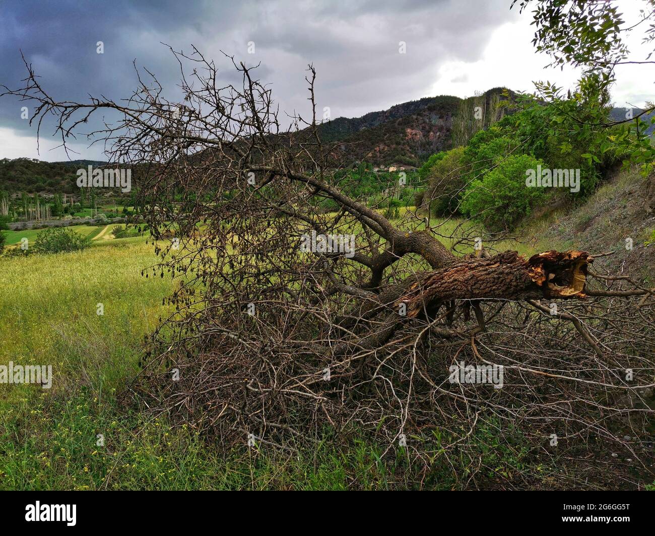 The fallen tree, the fallen tree in the garden. Rotten tree. Tree ...