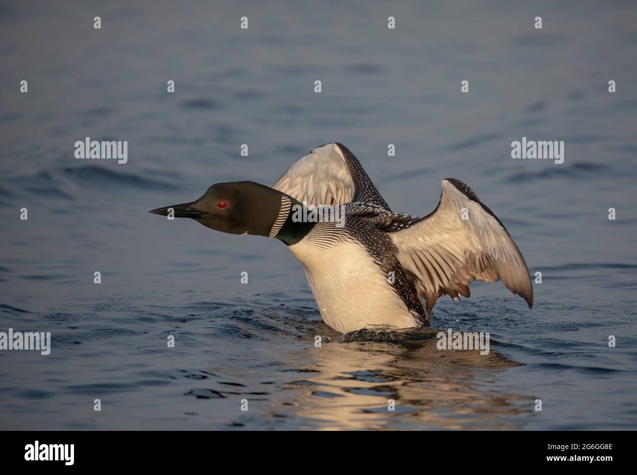 Common Loon (Gavia immer) breaching the water to stretch and dry its ...