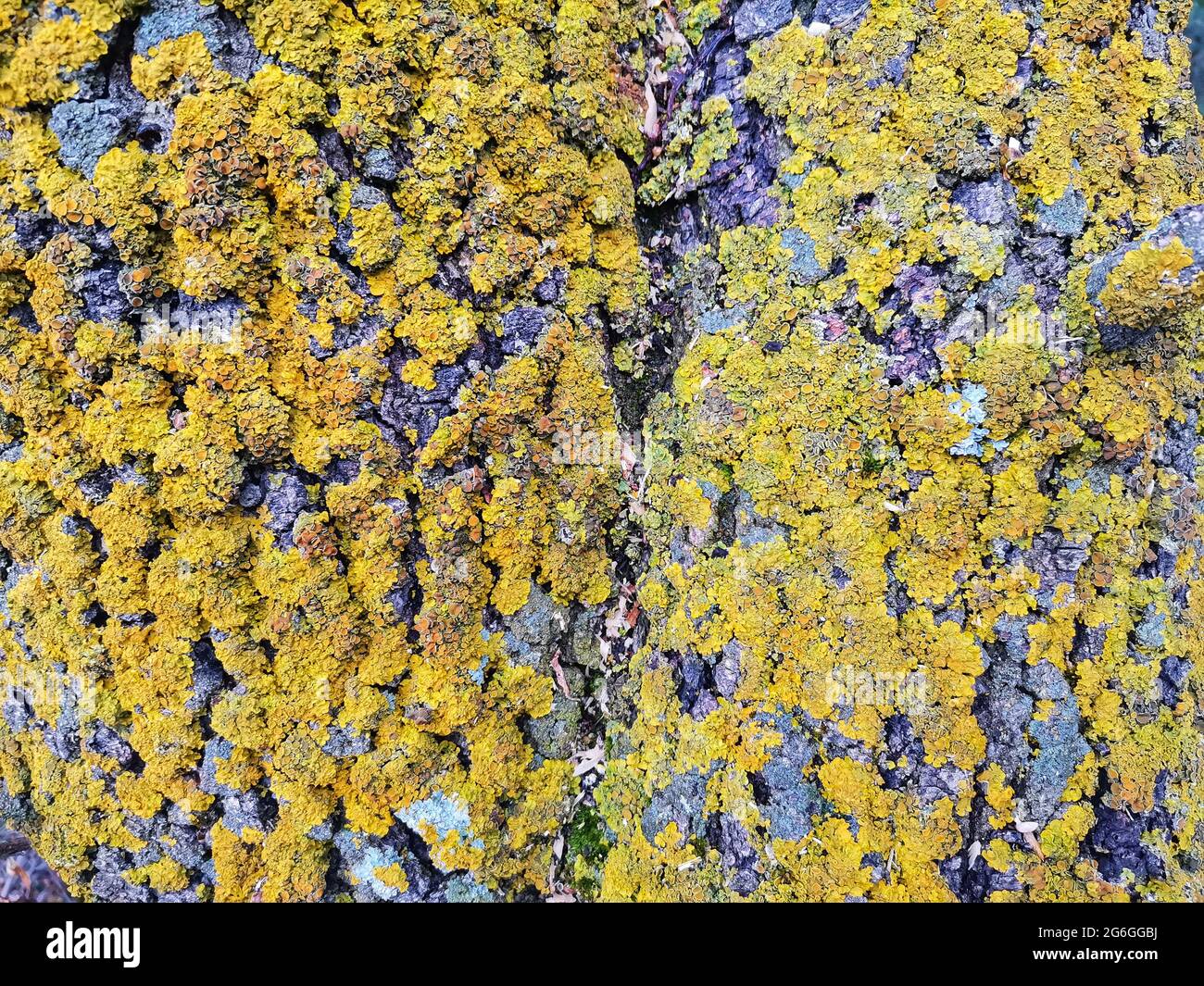 Mossed tree. Tree in nature. Background Stock Photo - Alamy