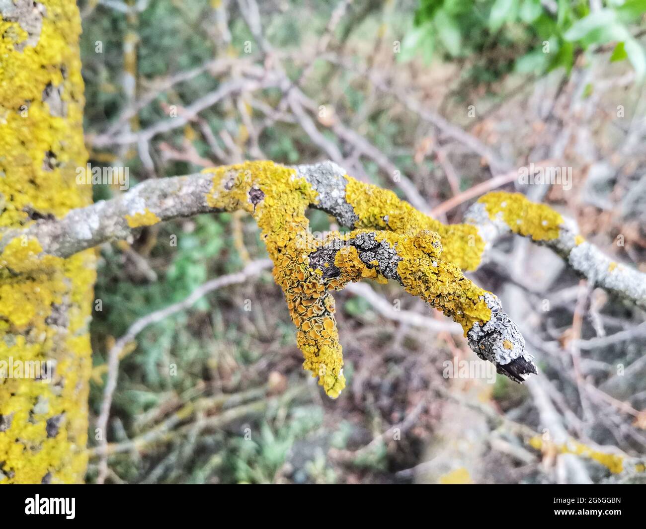 Mossed tree. Tree in nature. Background Stock Photo - Alamy