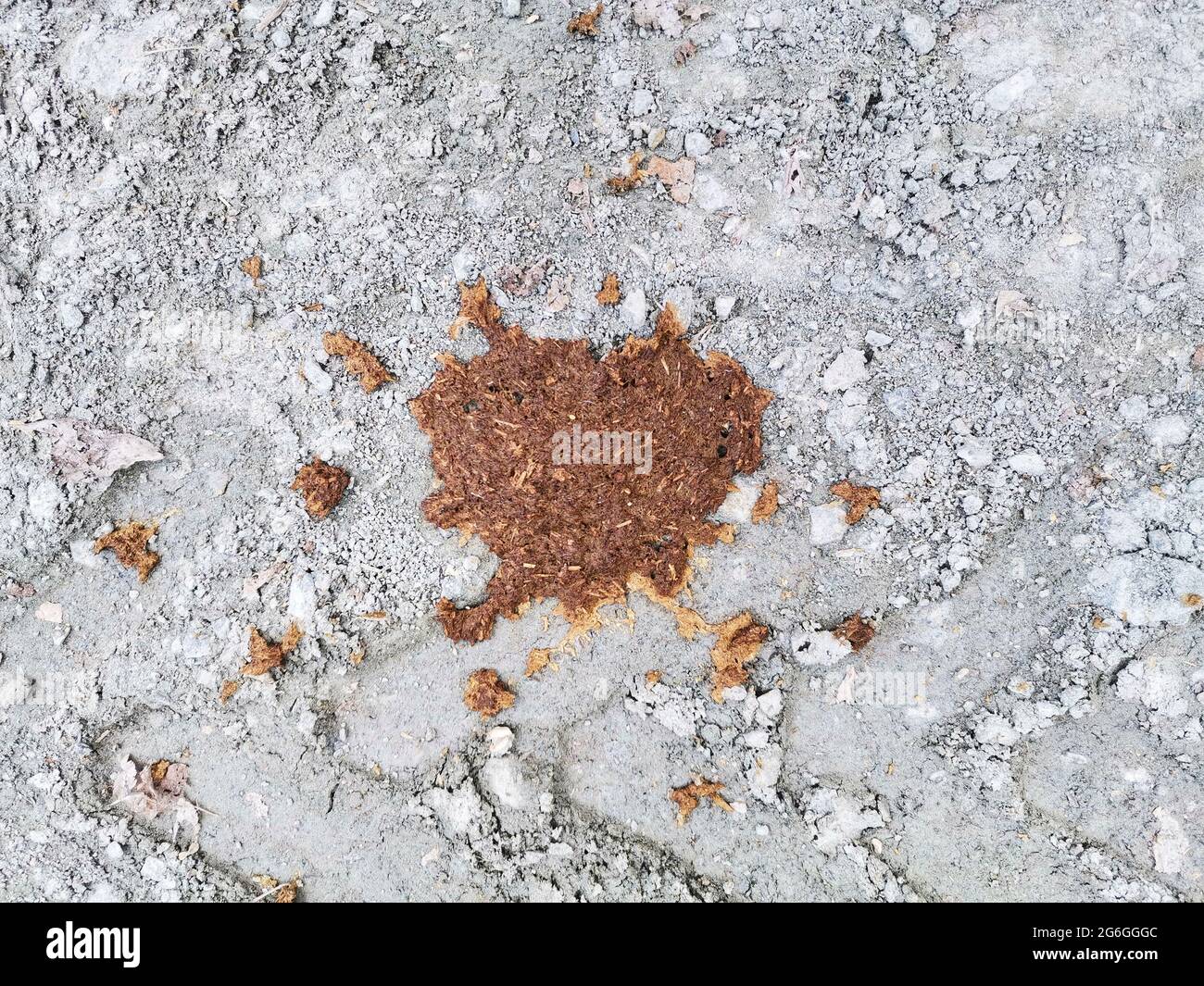 Animal poop. Animal poop on the road Stock Photo - Alamy