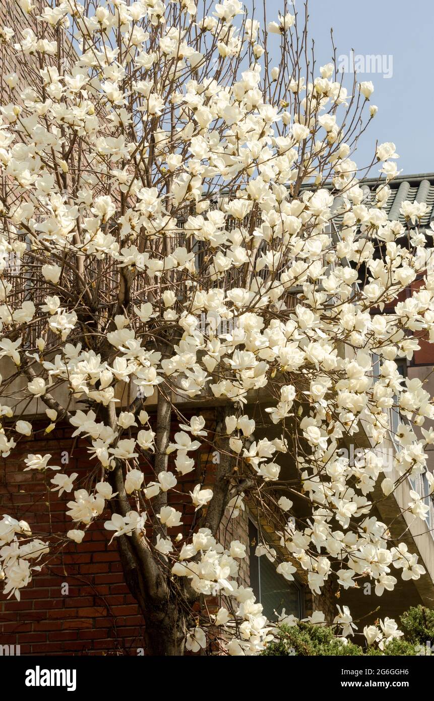 Magnolia del sur hi-res stock photography and images - Alamy