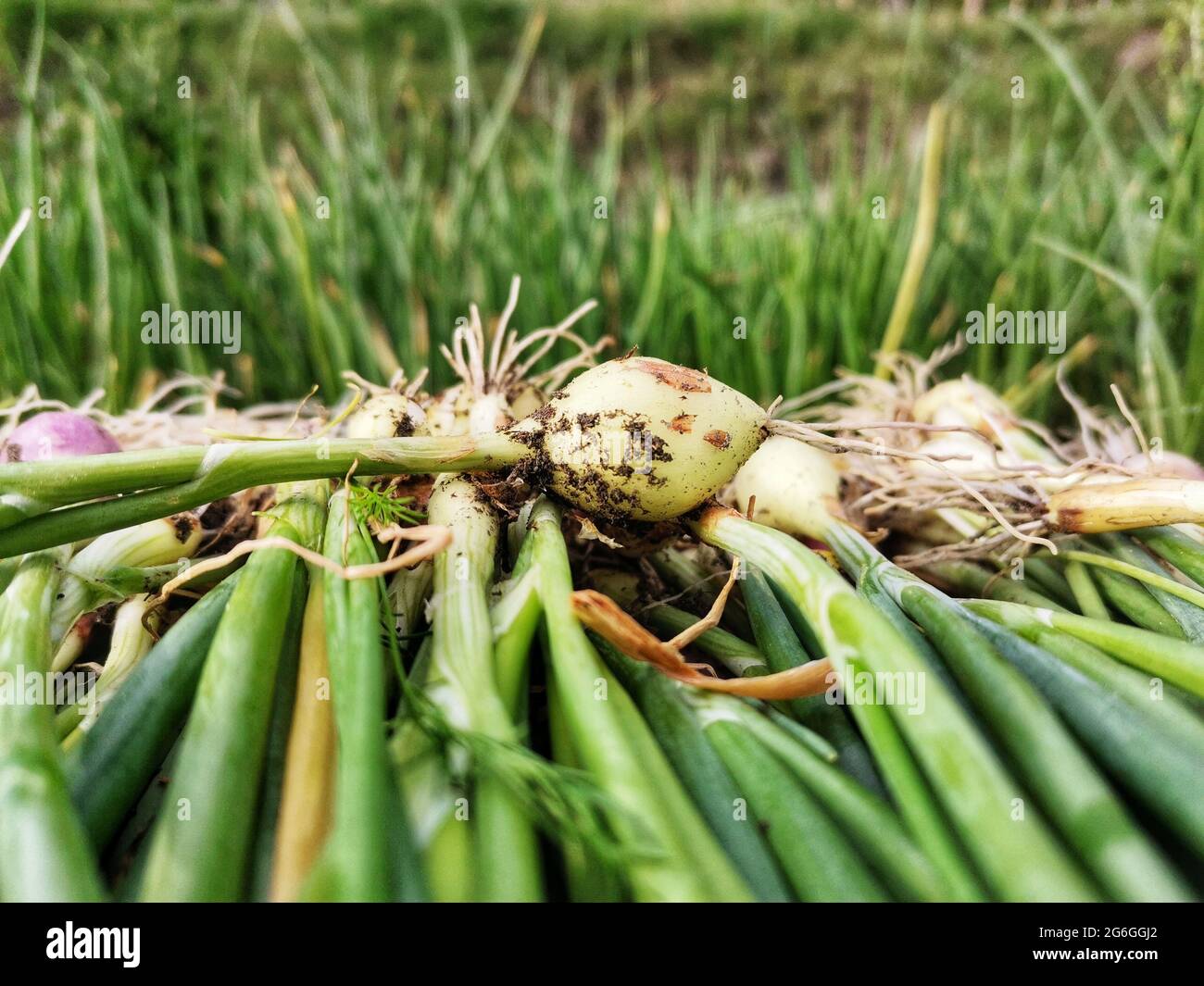 Garden fresh onions hi-res stock photography and images - Alamy