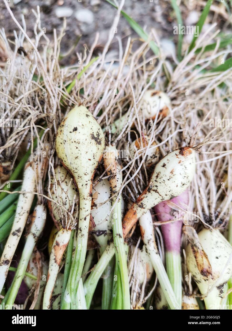 Green spring onions. Onion garden. Fresh onions Stock Photo - Alamy
