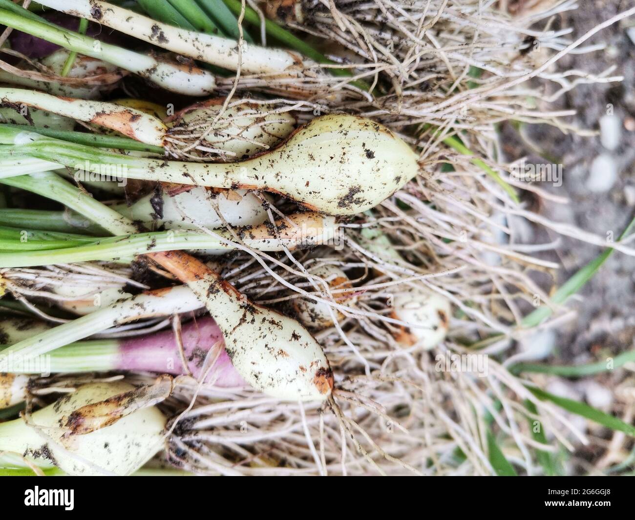 Green spring onions. Onion garden. Fresh onions Stock Photo - Alamy