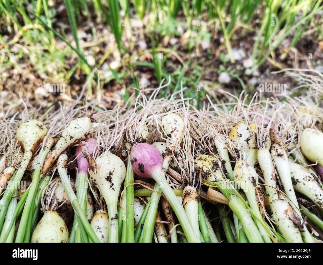 Green spring onions. Onion garden. Fresh onions Stock Photo - Alamy