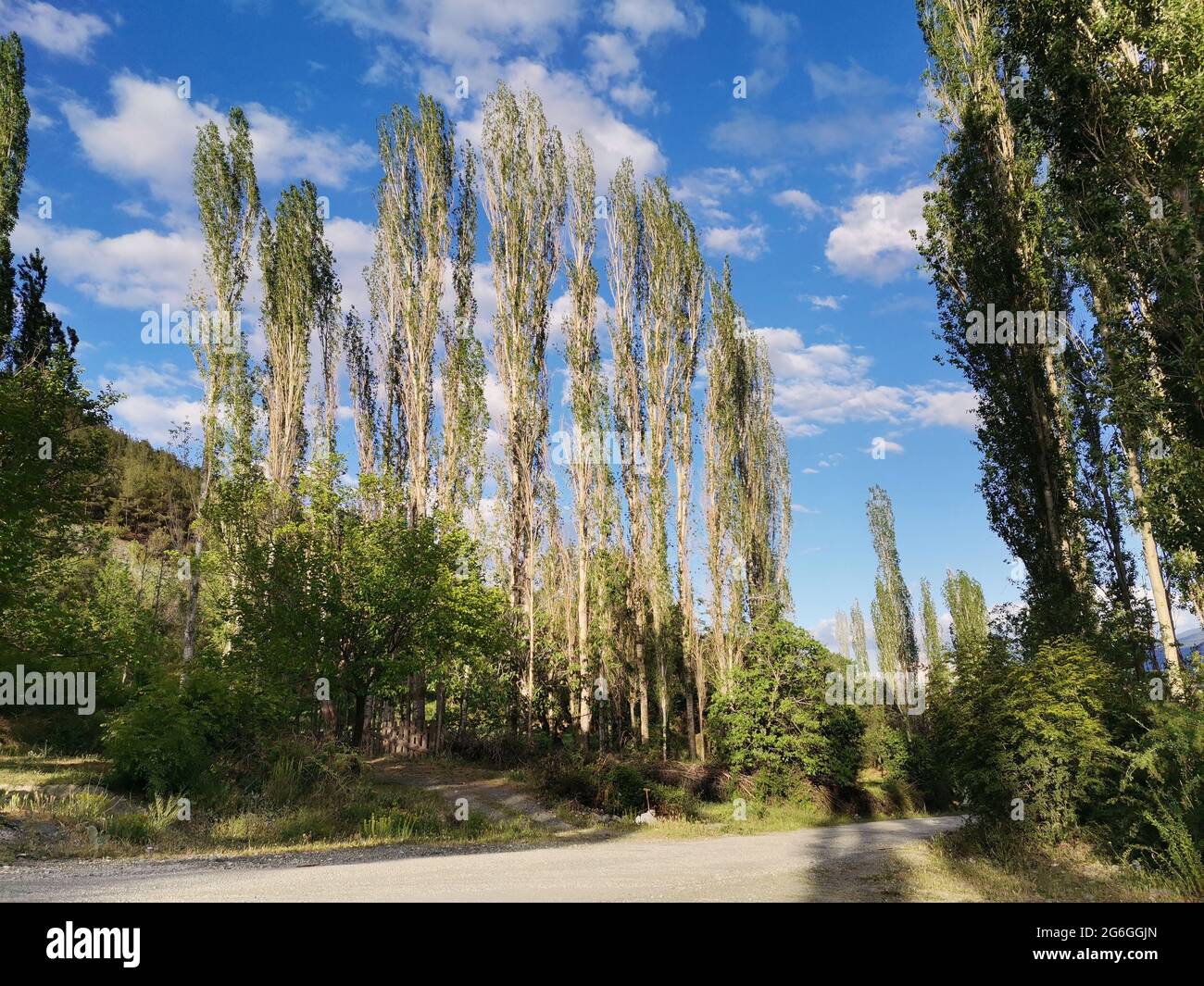 Poplar trees. Sky and clouds. Landscape. Background Stock Photo - Alamy