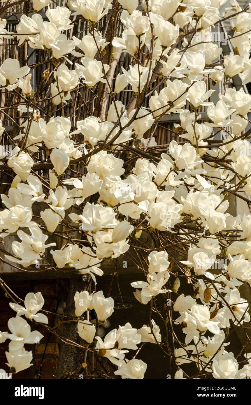 Magnolia del sur hi-res stock photography and images - Alamy