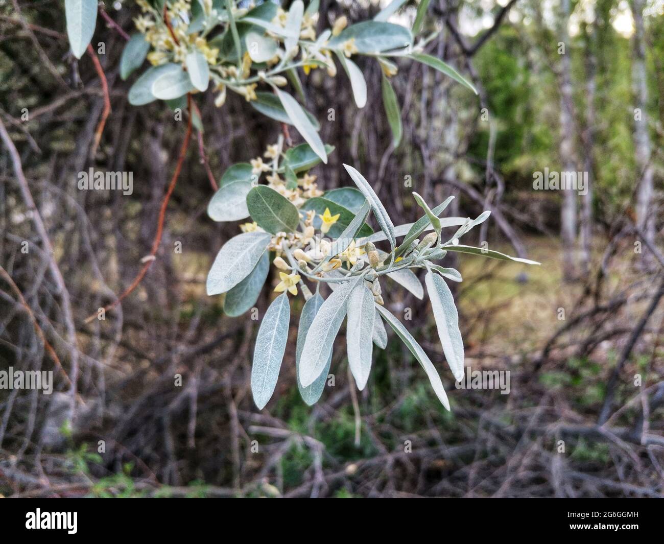 Elaeagnus hi-res stock photography and images - Alamy