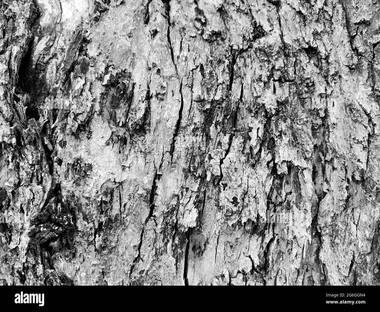 Tree body. Black and white background Stock Photo - Alamy