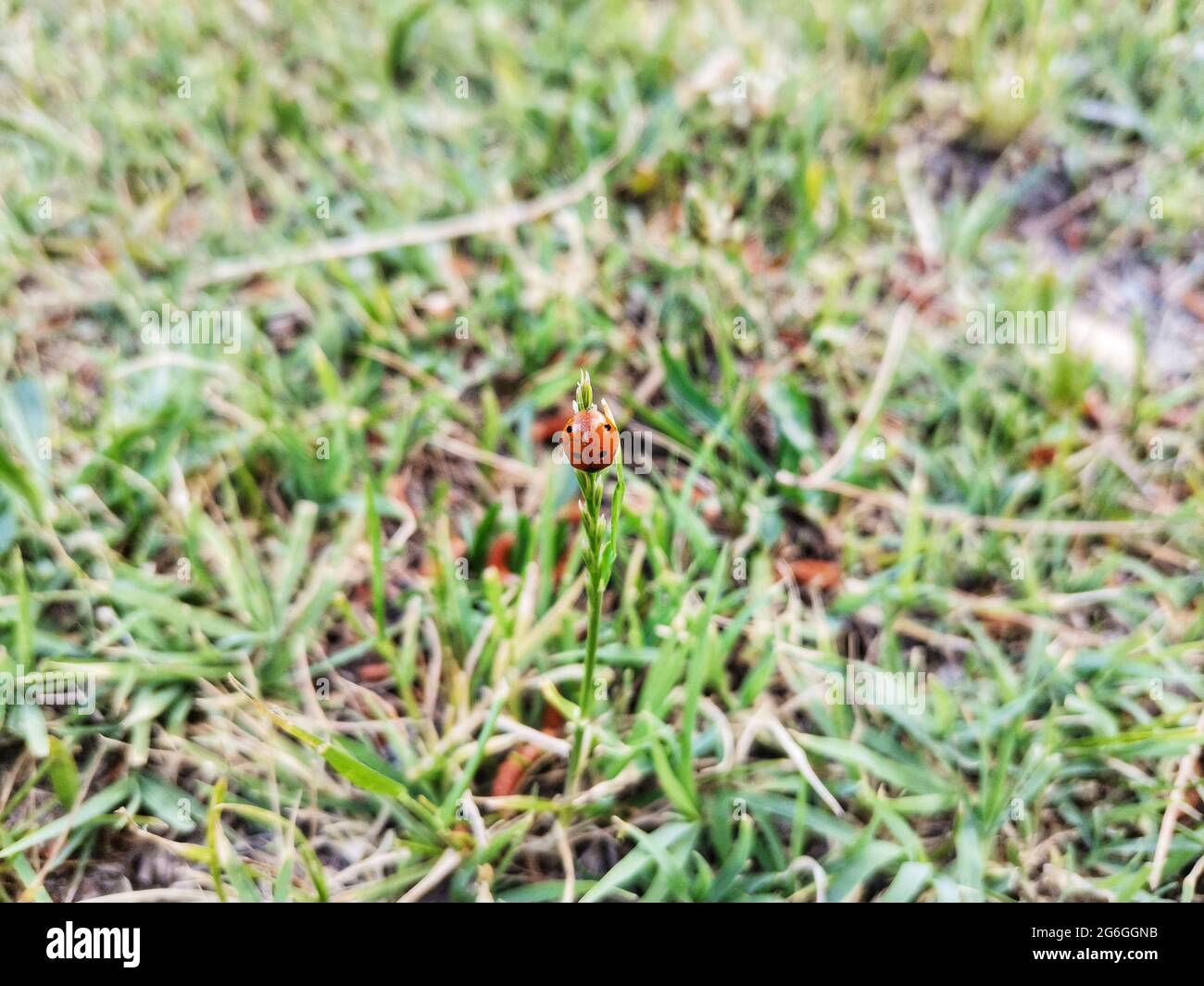 Ladybug. ladybug in the garden. Nature and nature. Background Stock ...