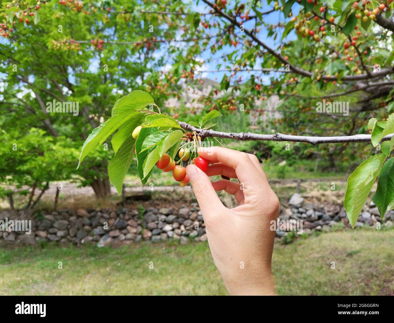 Woman cherry fruit basket hi-res stock photography and images - Alamy