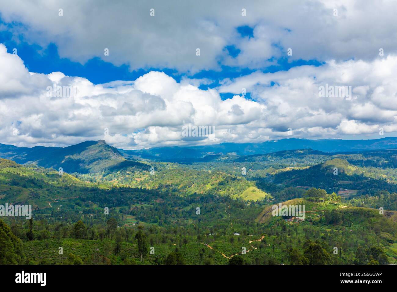 Picturesque natural landscape. Green tea plantations in the highlands ...