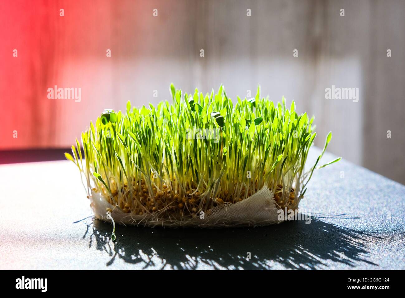 Wheat plant roots hi-res stock photography and images - Alamy
