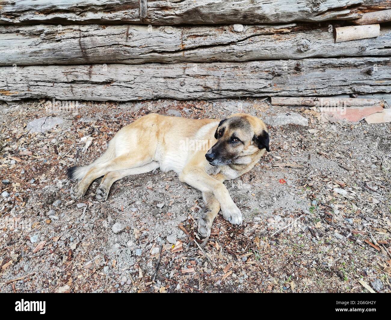 Dog. The dog in the garden. Sitting dog Stock Photo - Alamy