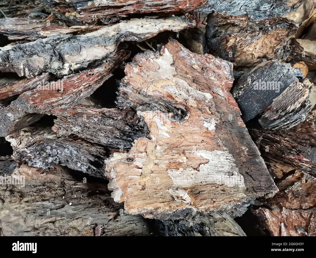 Tree bark. Shells from the tree. Wood chips to be burned Stock Photo ...