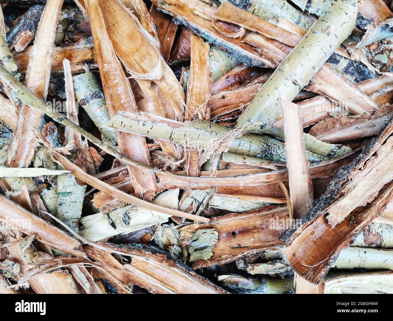 Tree bark. Bark from trees. Shells to be burned Stock Photo - Alamy