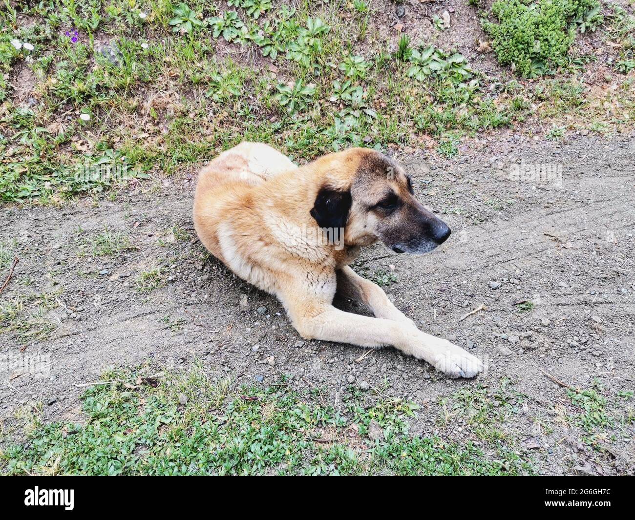 Dog. The dog in the garden. Sitting dog Stock Photo - Alamy