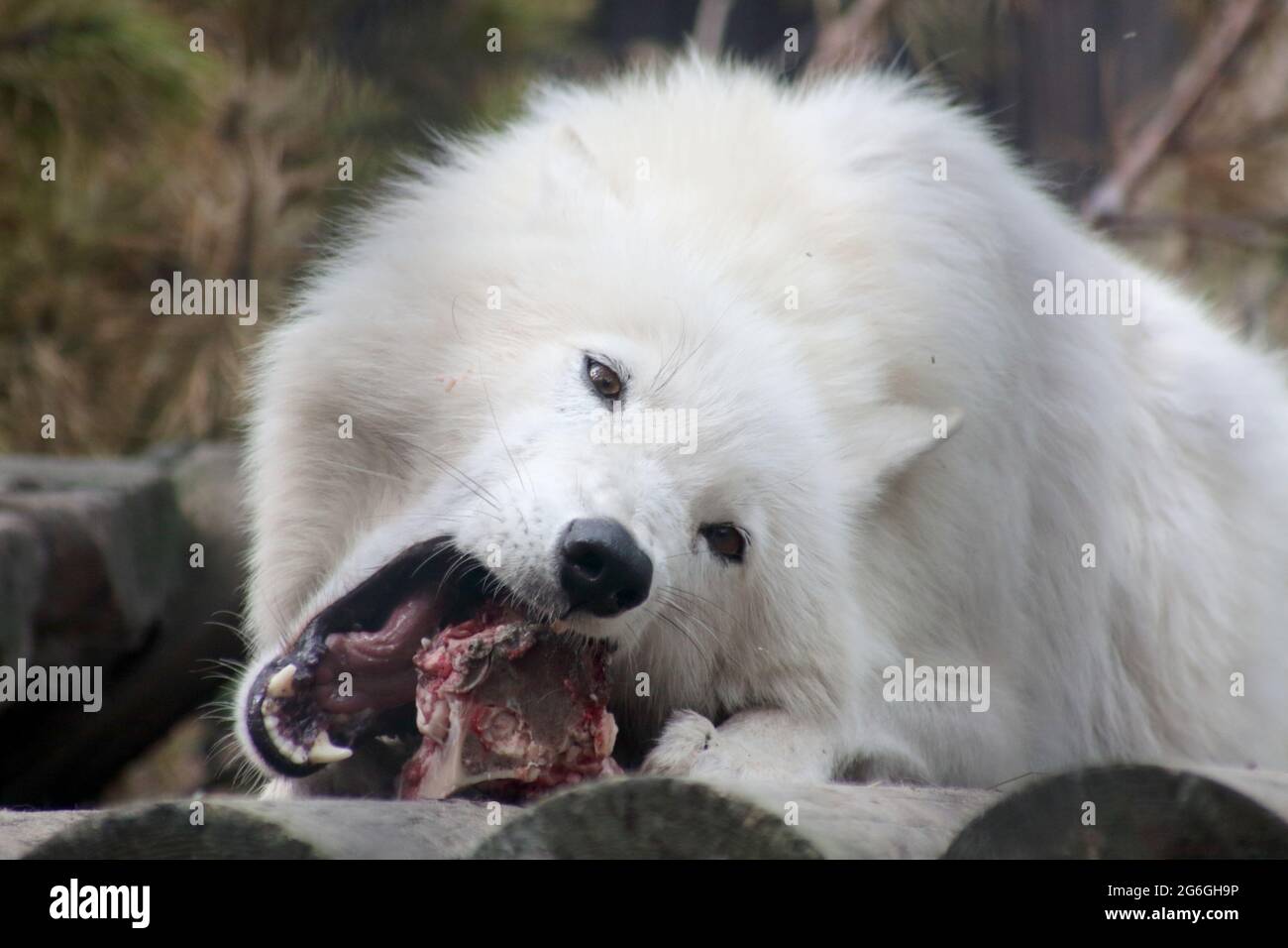 close up portrait of polar wolf eating slab of meat Stock Photo - Alamy