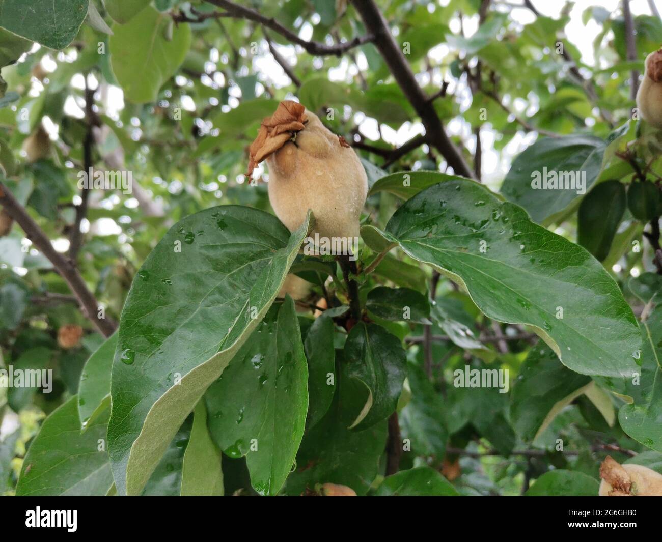 Quince fruit and quince. Fruit. Quince Stock Photo - Alamy