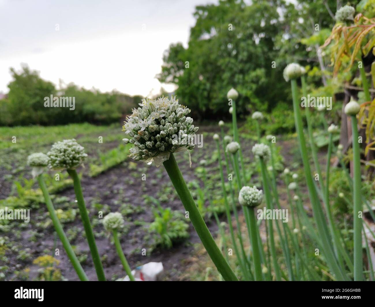 Onion seeds. Onion flower. Vegetable field Stock Photo - Alamy