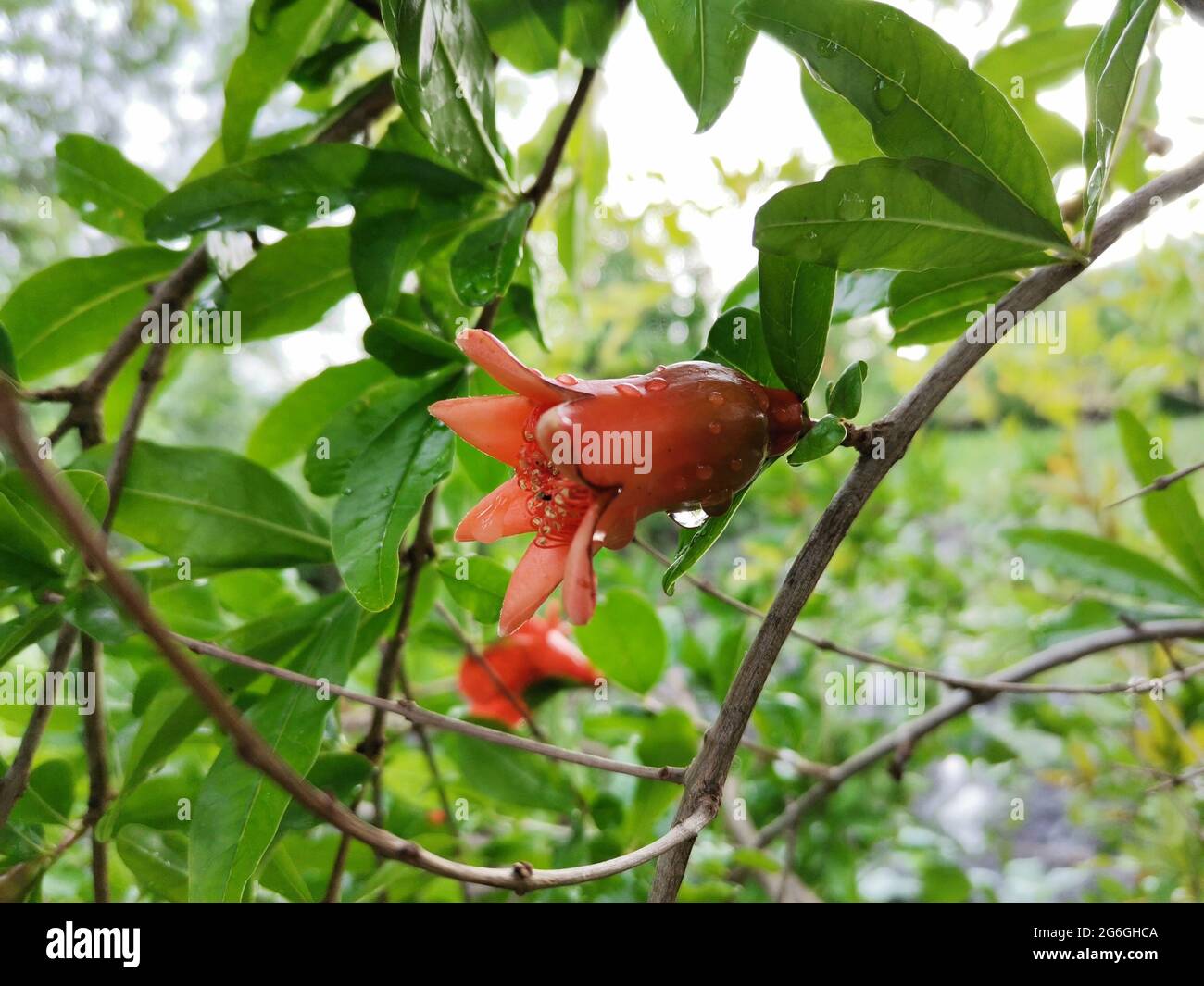 Pomegranate tree leaves hi-res stock photography and images - Alamy