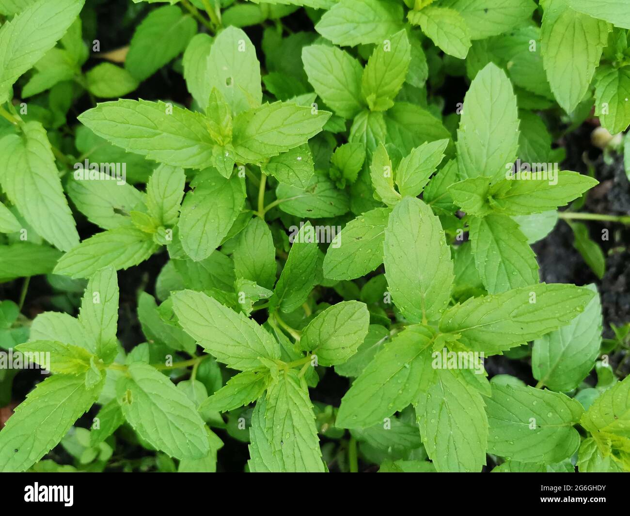 Mint, Green fresh mint. Mint plant Stock Photo - Alamy