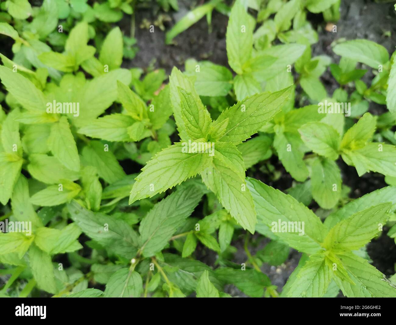 Mint, Green fresh mint. Mint plant Stock Photo - Alamy