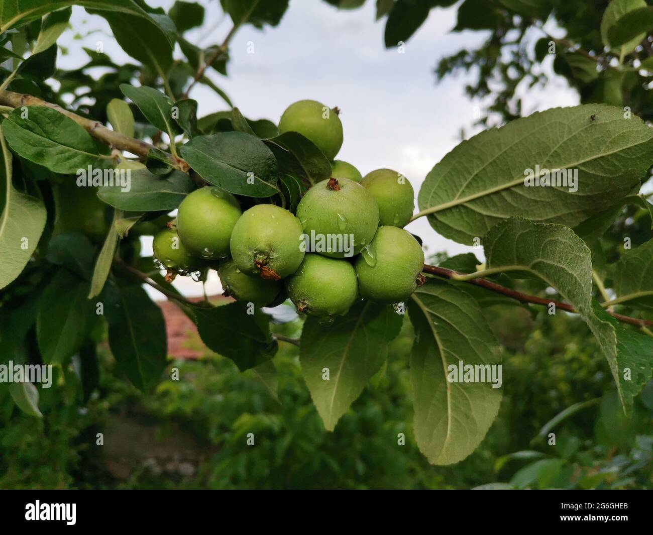 Apple small green apple hi-res stock photography and images - Alamy