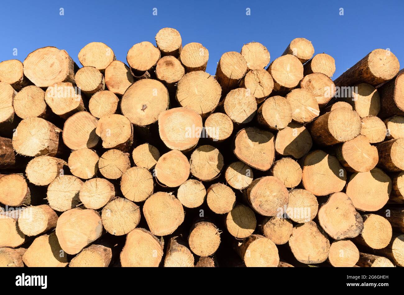 Stacked logs visible tree hi-res stock photography and images - Alamy