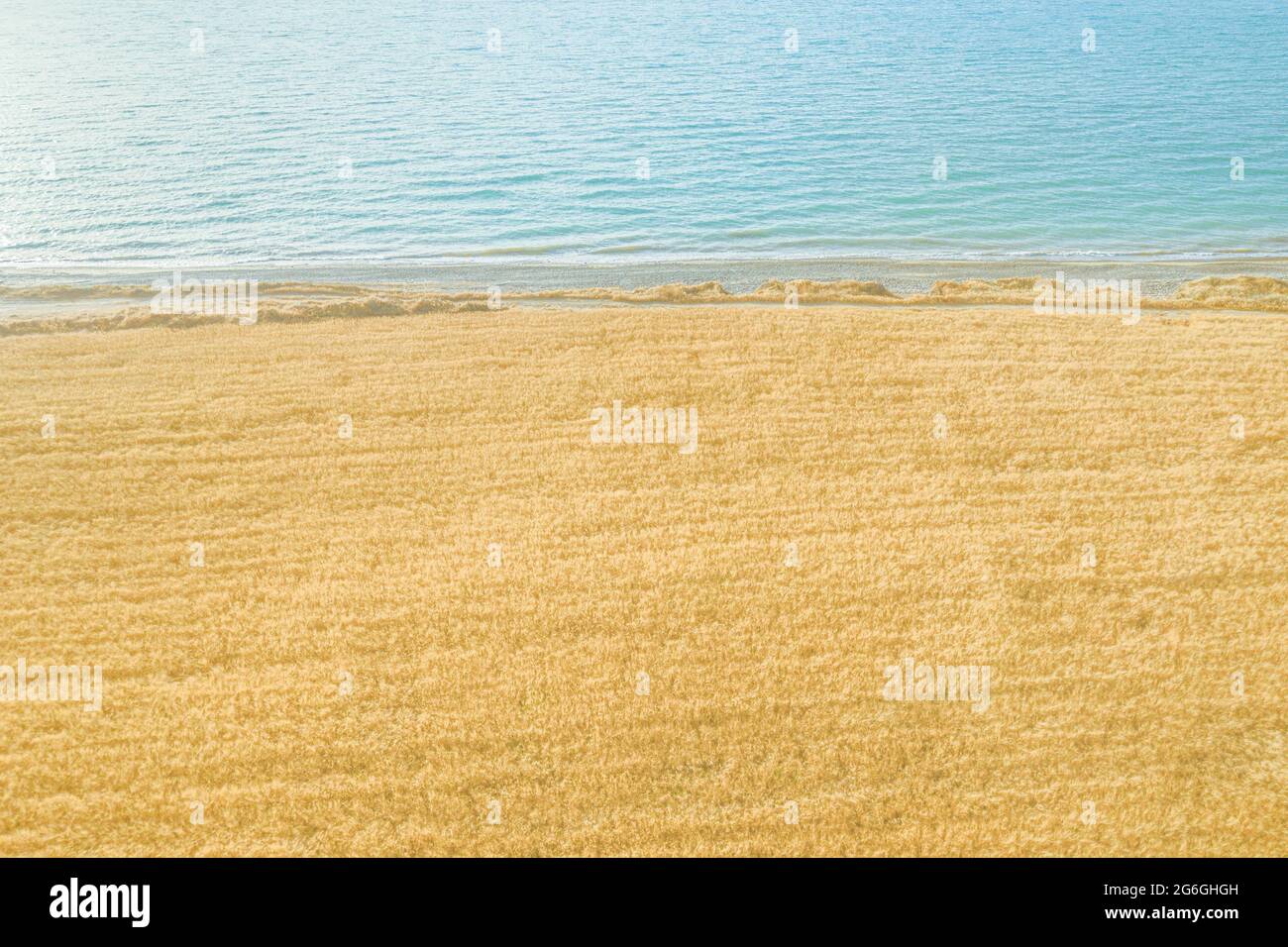 Yellow field wheat waves from hi-res stock photography and images - Alamy