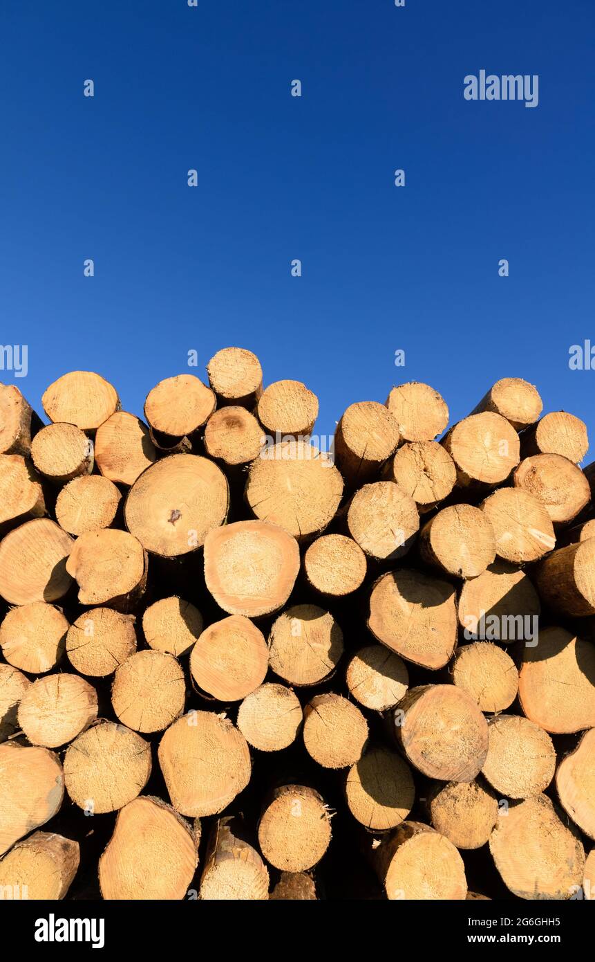 Stack of felled trees or logs with visible cross-section Stock Photo ...