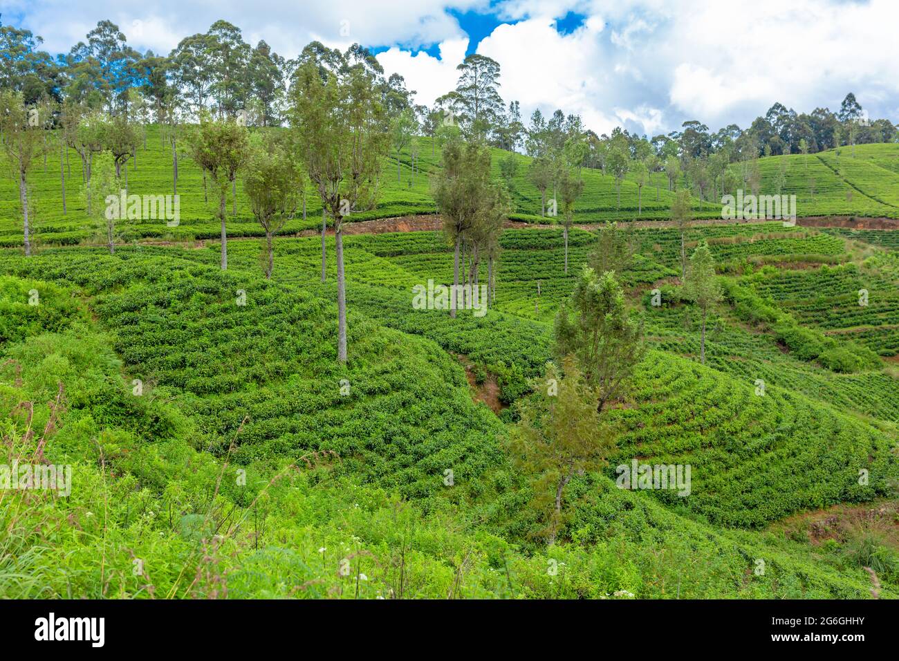 Picturesque natural landscape. Green tea plantations in the highlands ...