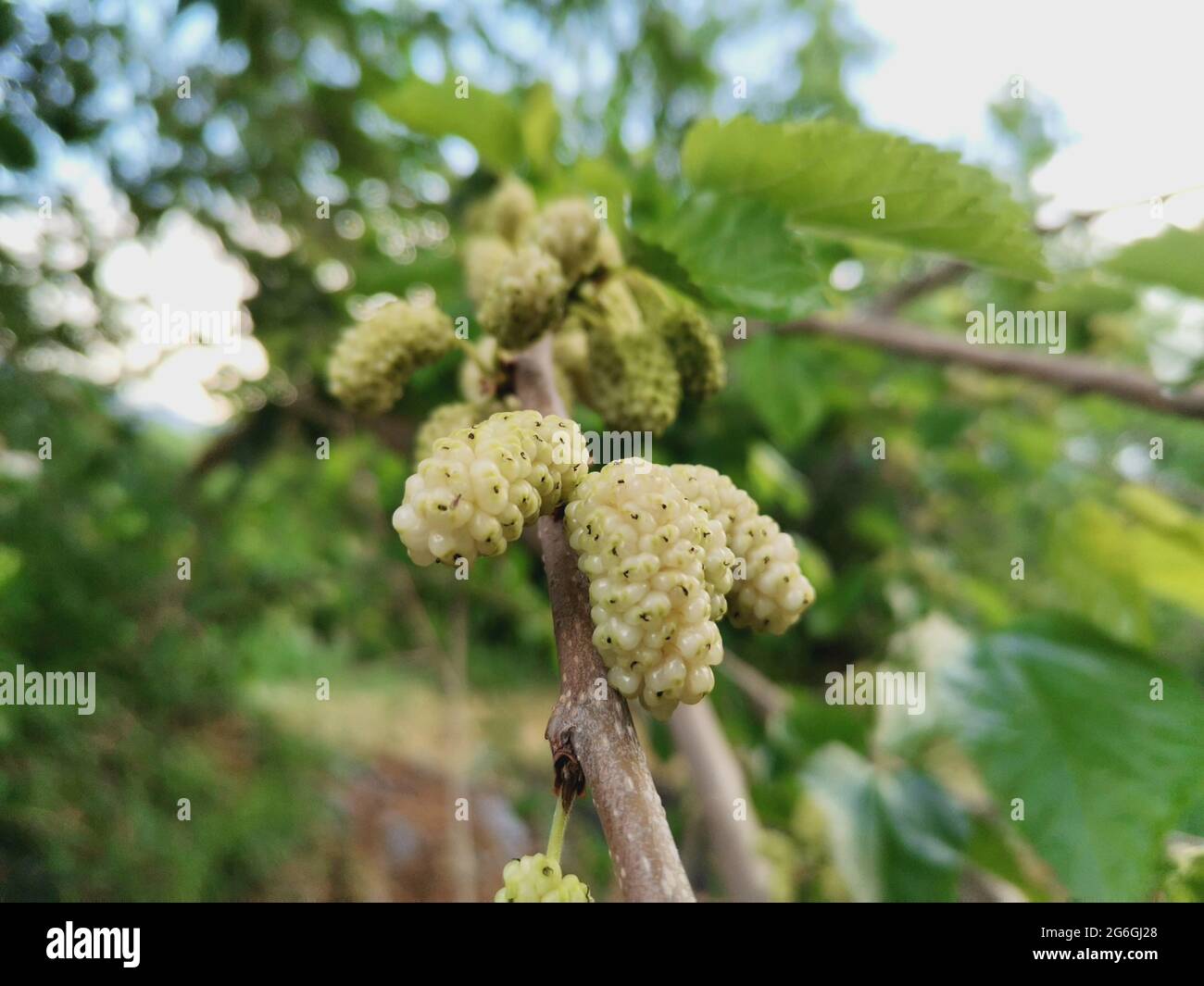 White mulberry tree hi-res stock photography and images - Alamy
