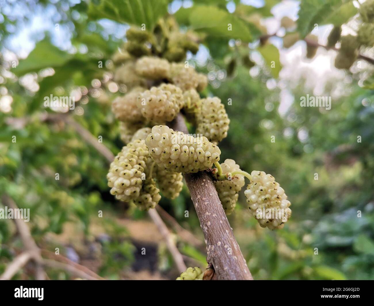 White mulberry tree hi-res stock photography and images - Alamy