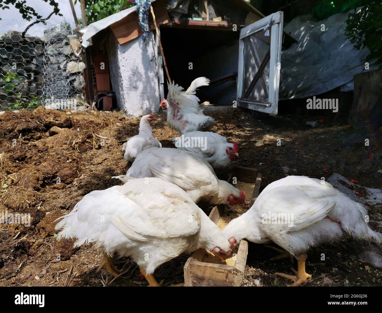 Asian woman eating fried chicken hi-res stock photography and images ...